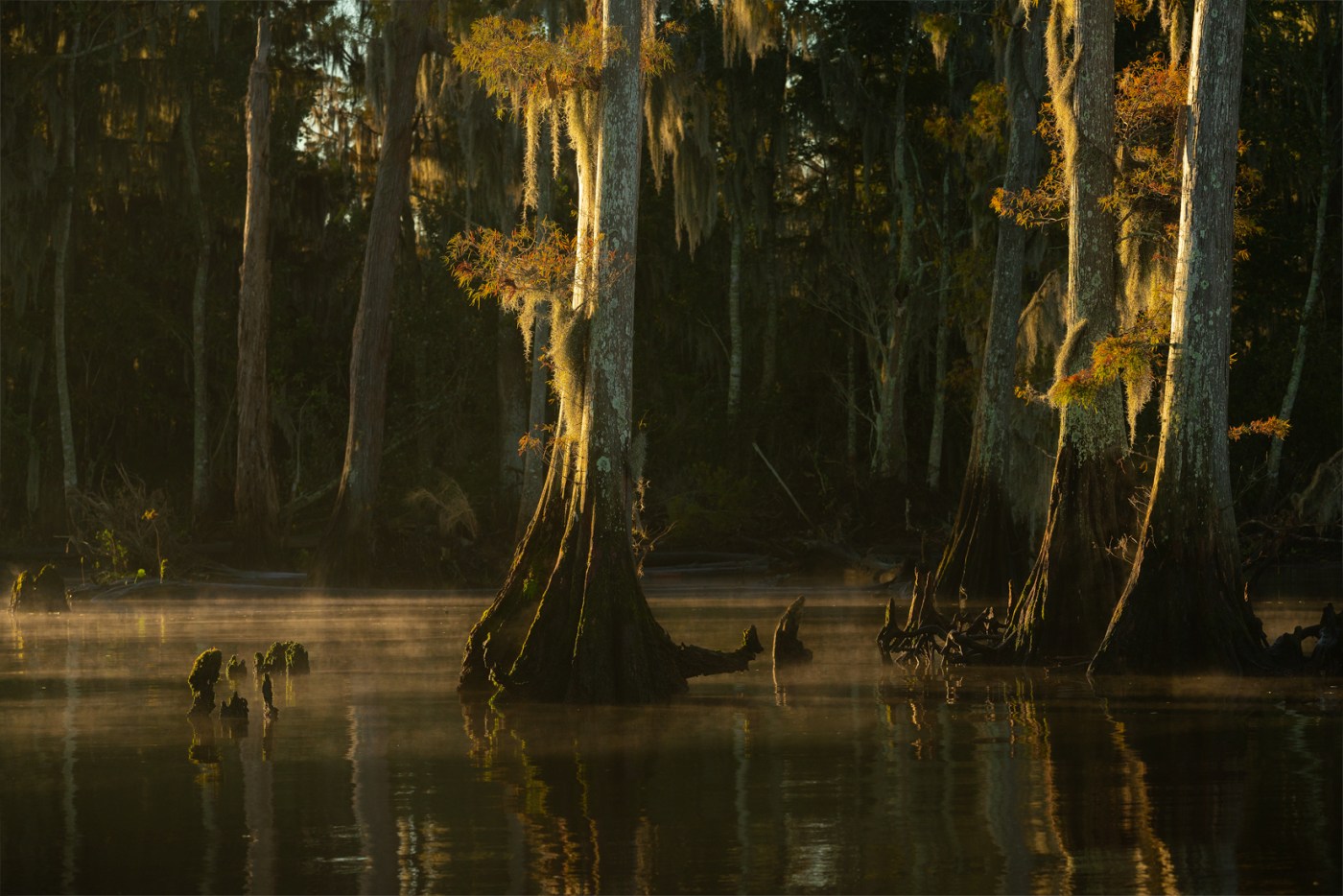 Fall Colors Are Popping | Wild Louisiana Tours