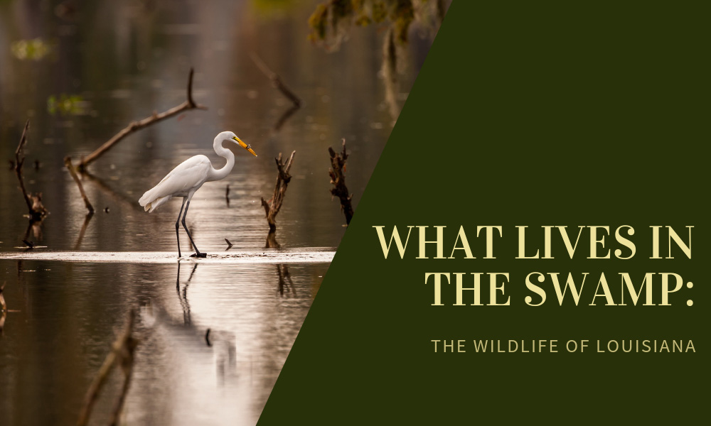 What Lives in the Swamp: The Wildlife of Louisiana