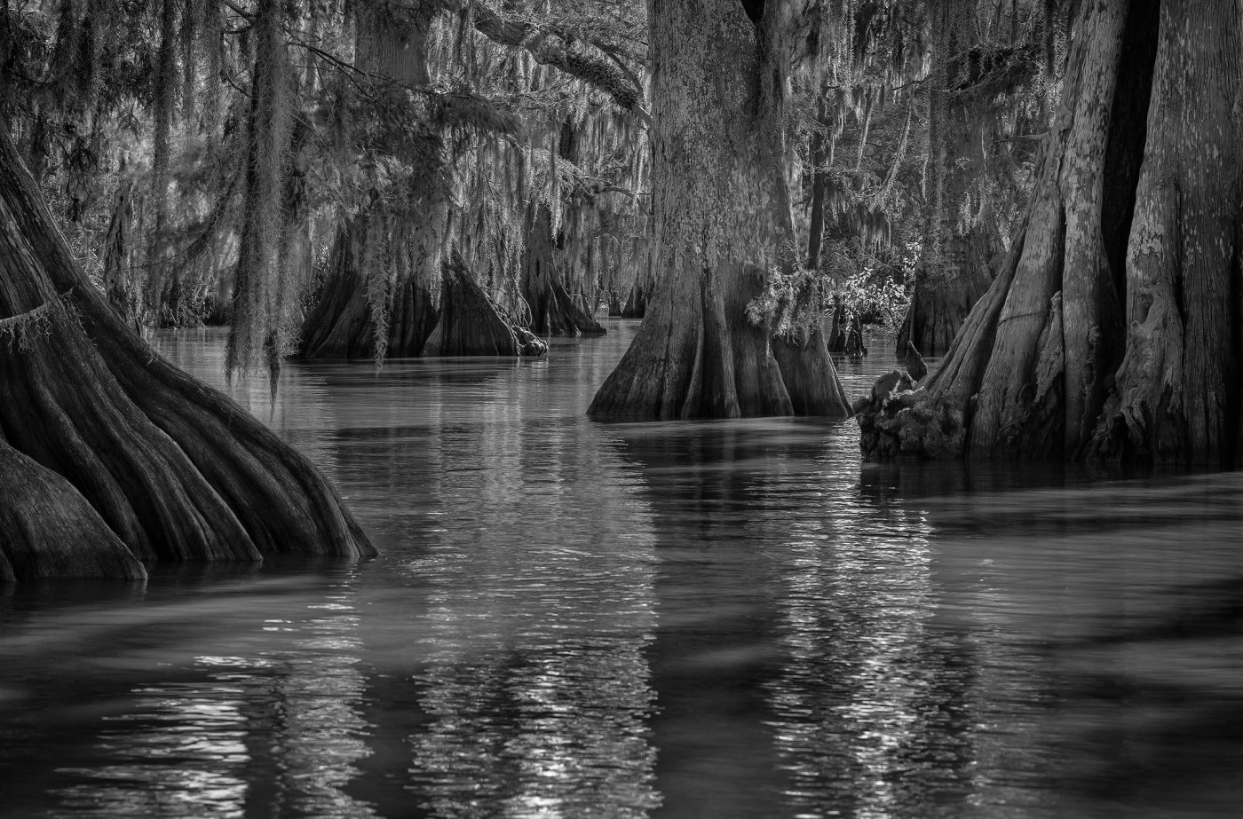 Louisiana Cypress Swamp Tours | Landscape Photo Workshop